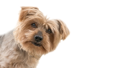 Can Humans Catch Pyoderma From Dogs