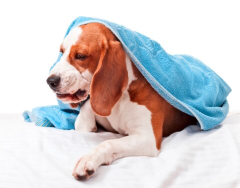 Explore the Causes Behind Excessive Coughing in Dogs