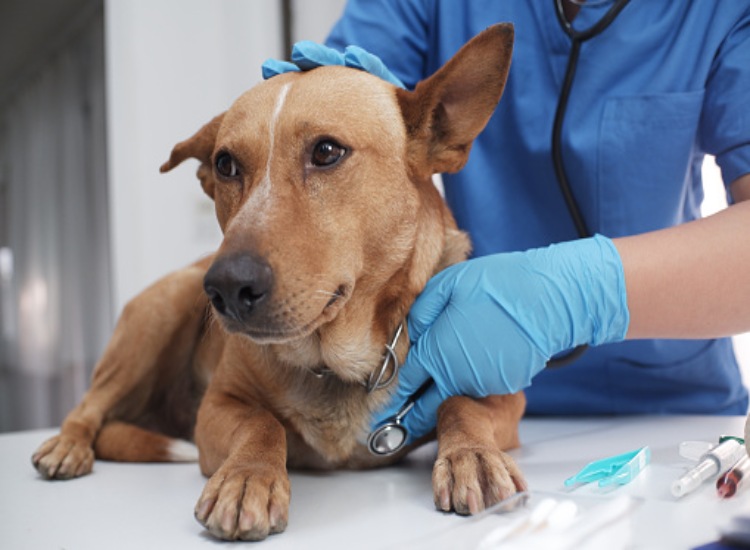 Effective Treatments for Skin Bumps in Dogs